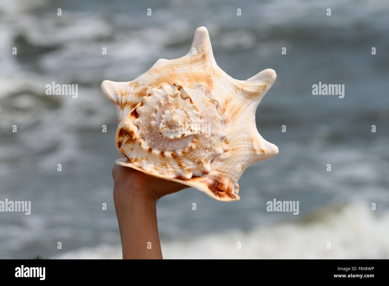 beautiful giant seashell Stock Photo - Alamy