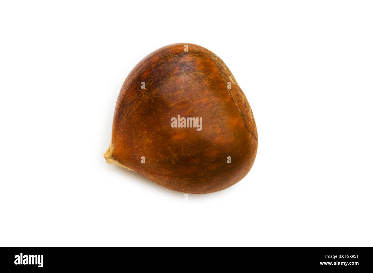 One chestnut isolated on the white background Stock Photo - Alamy
