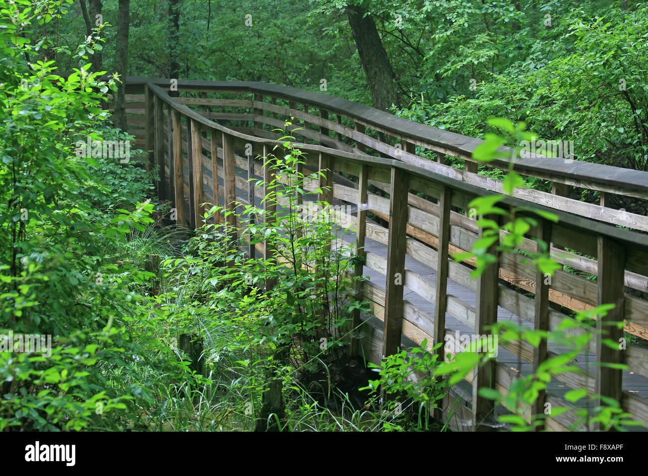 A walking trail in the Great Swamp National Wildlife Refuge Stock Photo ...
