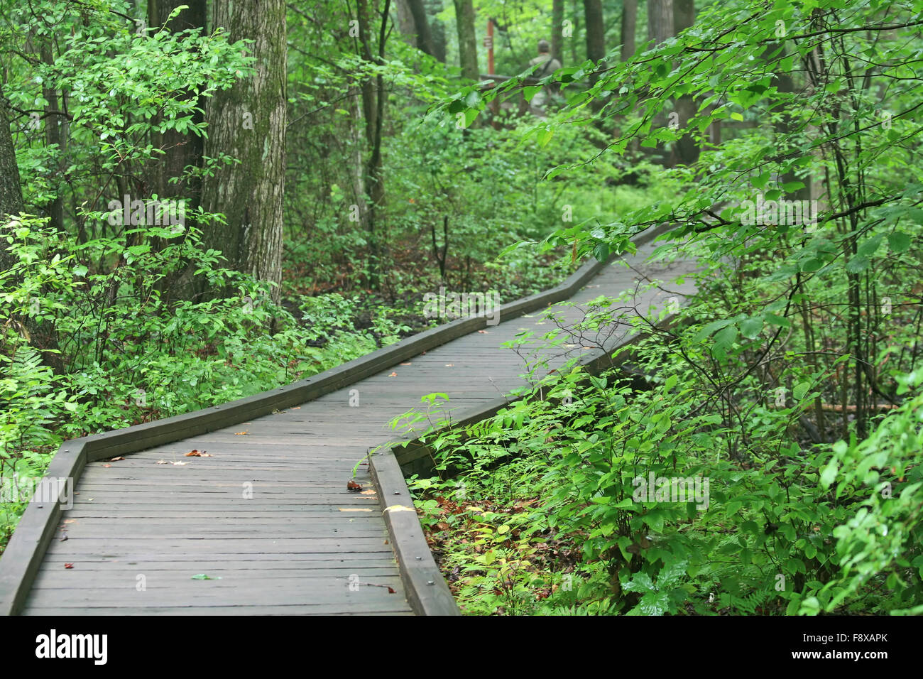 A walking trail in the Great Swamp National Wildlife Refuge Stock Photo ...