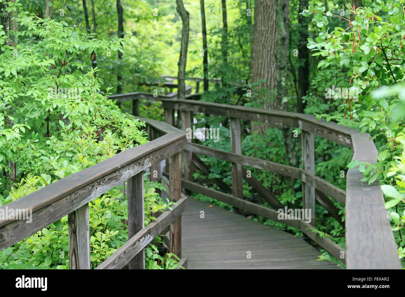 A walking trail in the Great Swamp National Wildlife Refuge Stock Photo ...