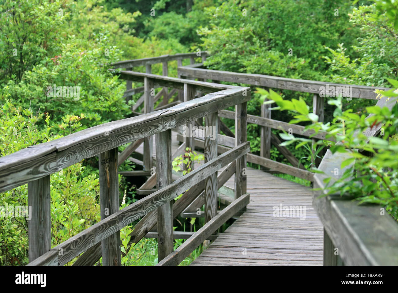A walking trail in the Great Swamp National Wildlife Refuge Stock Photo ...