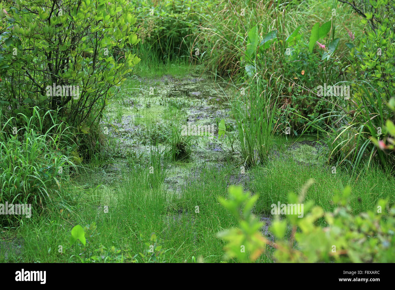 A walking trail in the Great Swamp National Wildlife Refuge Stock Photo ...