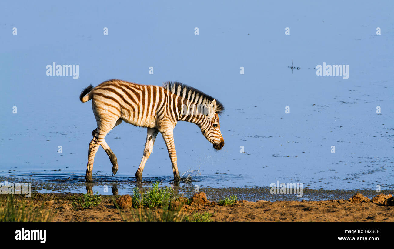 Burchell's zebra Specie Equus quagga burchellii family of equidae Stock ...