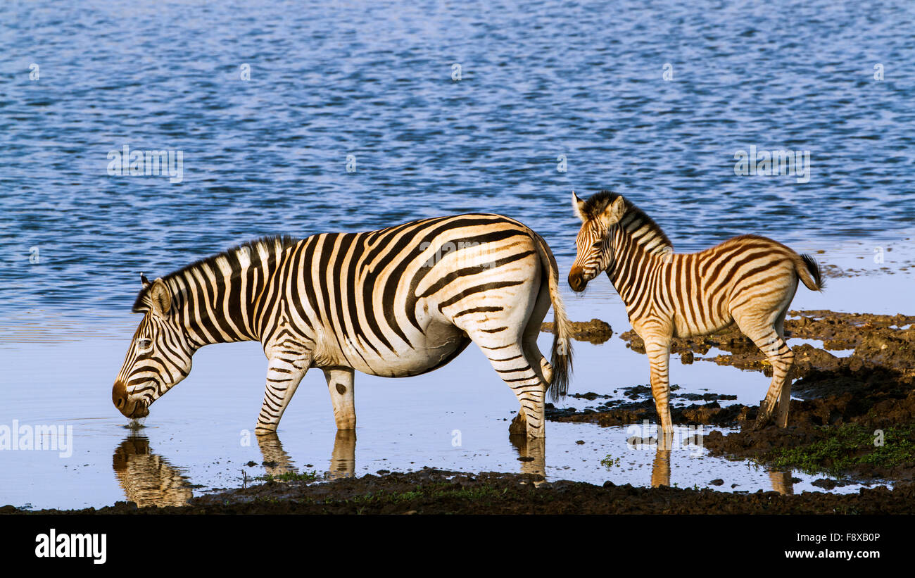 Burchell's zebra Specie Equus quagga burchellii family of equidae Stock ...