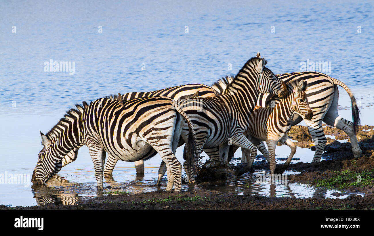 Burchell's zebra Specie Equus quagga burchellii family of equidae Stock ...
