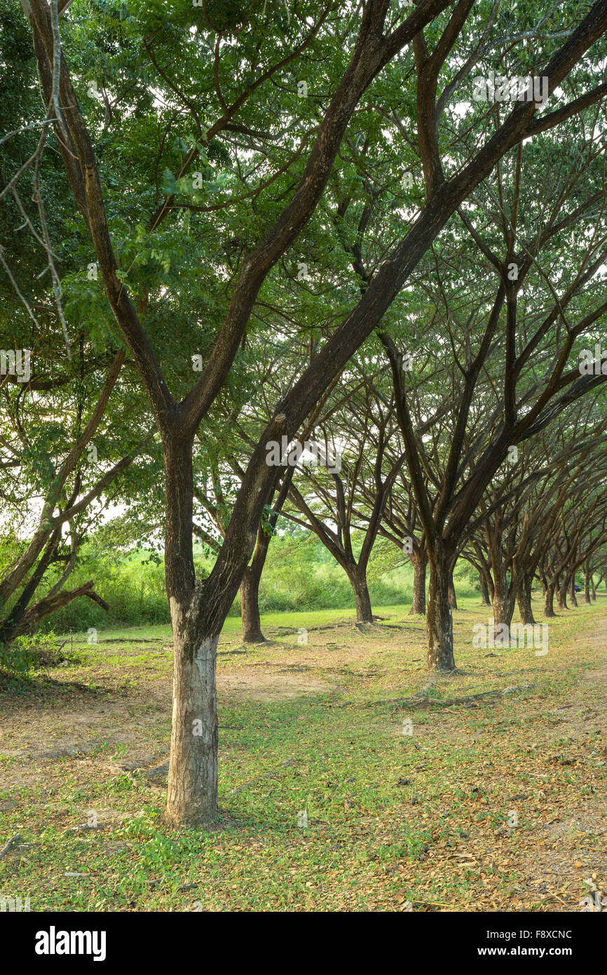 Samanea saman, Big rain tree in the garden Stock Photo - Alamy