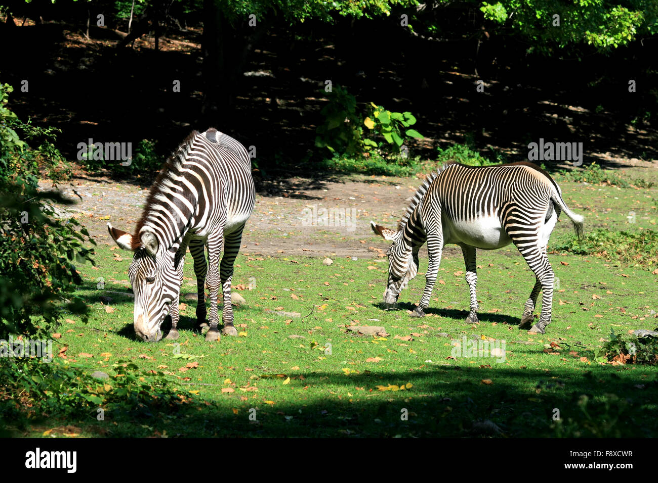 Zebra mule hi-res stock photography and images - Alamy