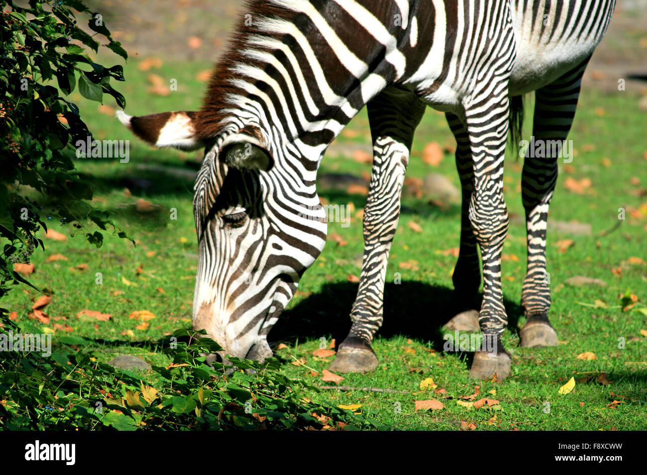 Zebra mule hi-res stock photography and images - Alamy