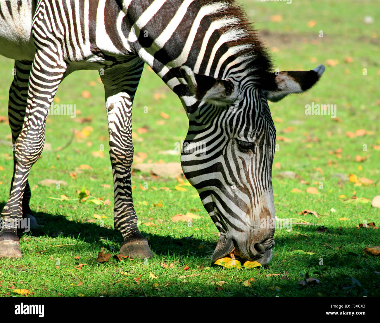 Zebra mule hi-res stock photography and images - Alamy