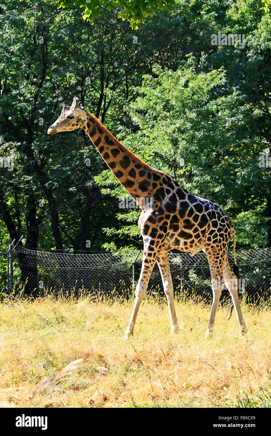 Adapted giraffe hi-res stock photography and images - Alamy