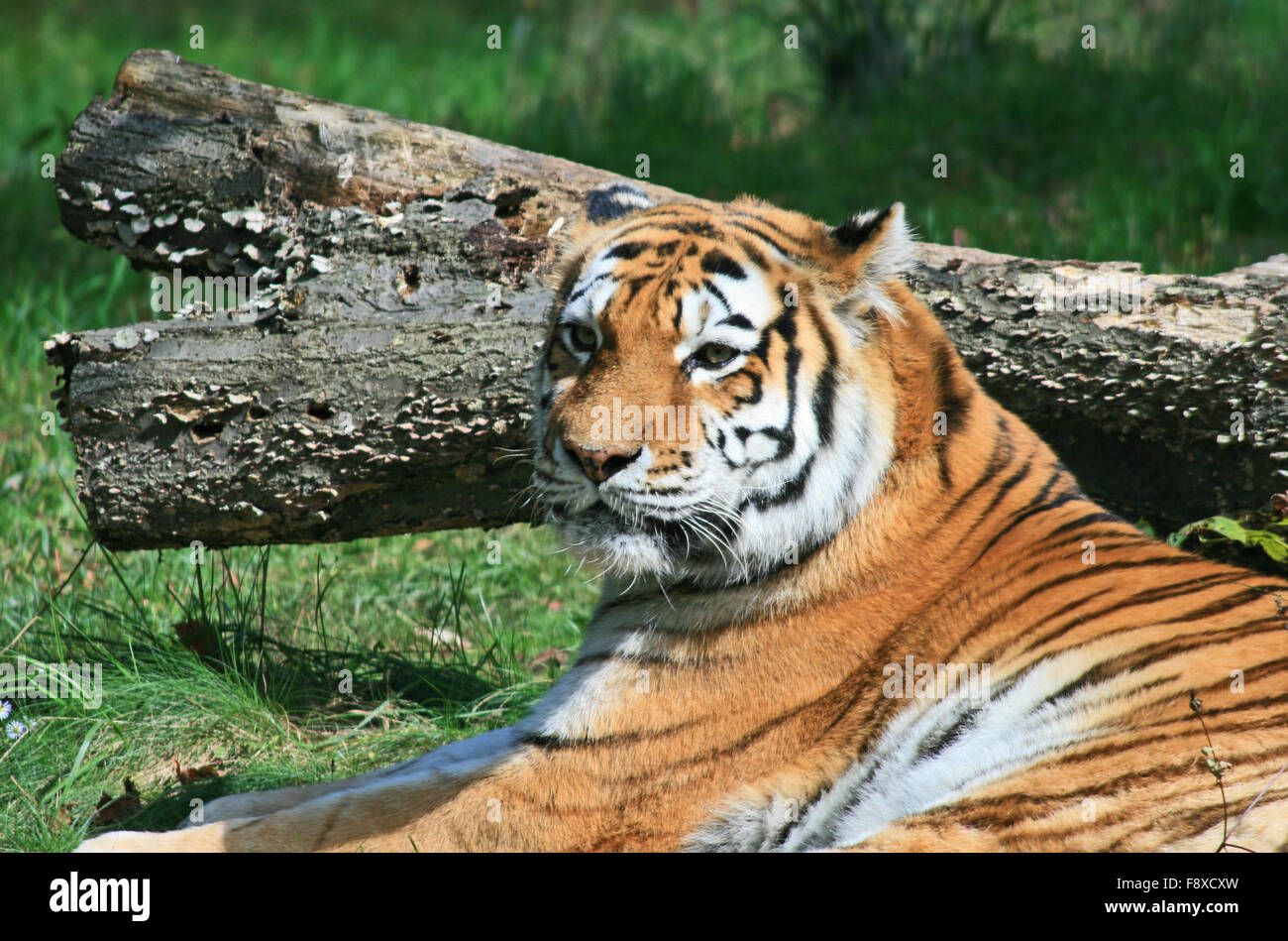 Tiger in a zoo Stock Photo - Alamy