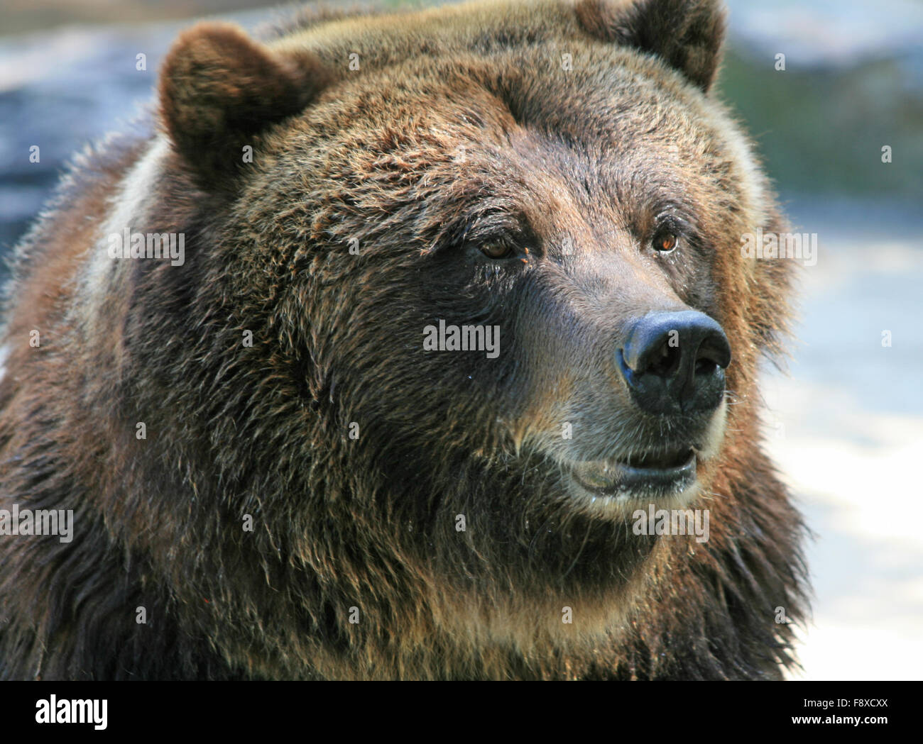 Extreme close up grizzly bear hi-res stock photography and images - Alamy