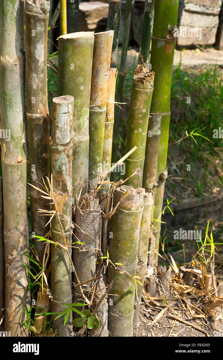 Lucky bamboo leaf hi-res stock photography and images - Alamy