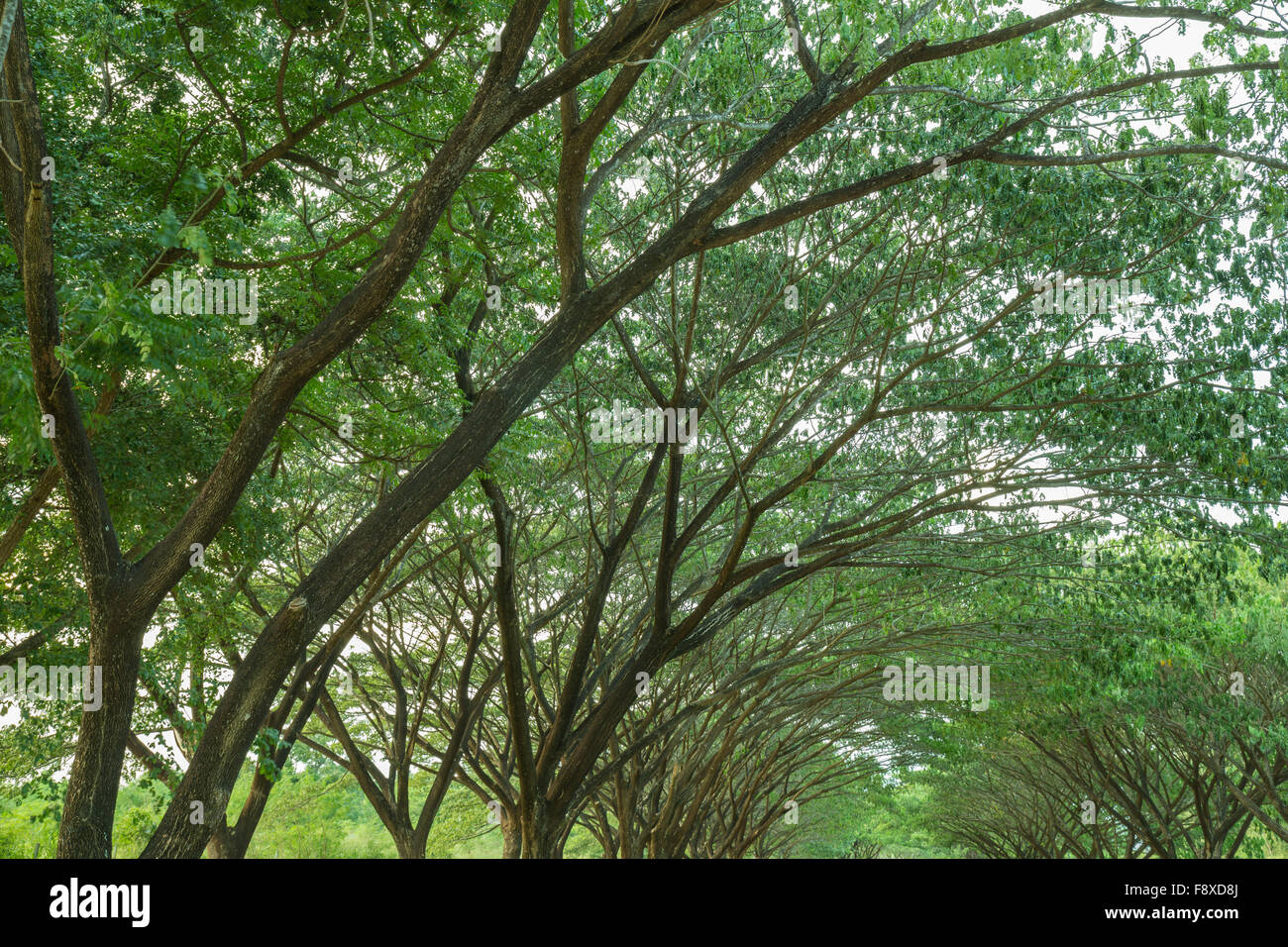 Saman trees hi-res stock photography and images - Alamy
