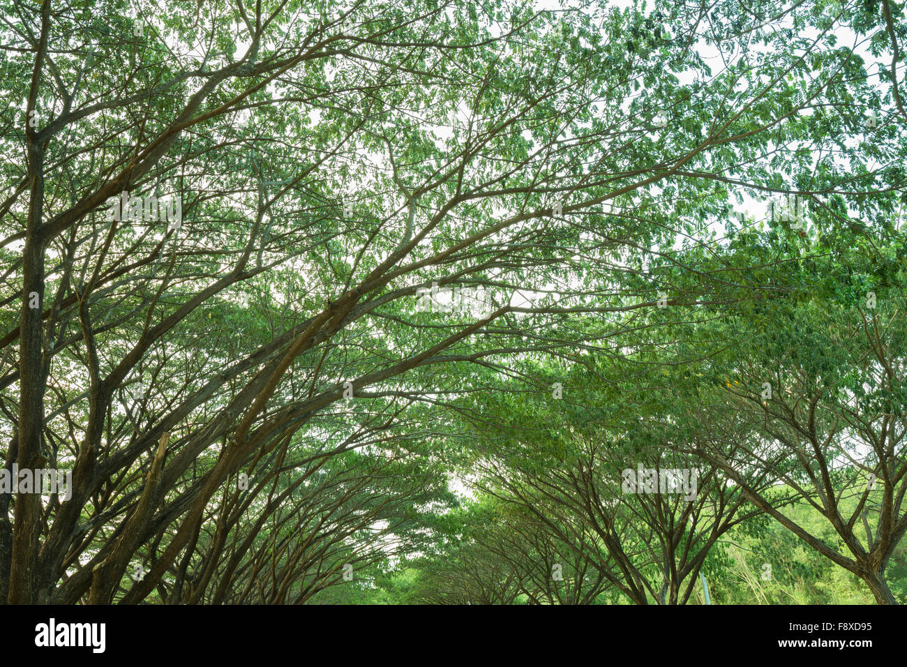 the branch of Samanea saman, Big rain tree Stock Photo - Alamy