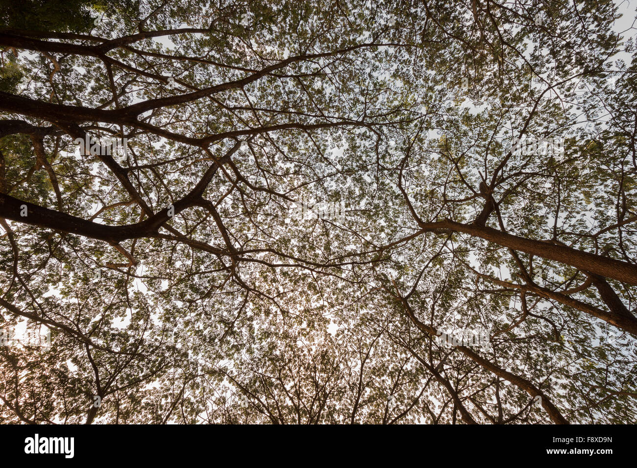the branch of Samanea saman, Big rain tree Stock Photo - Alamy