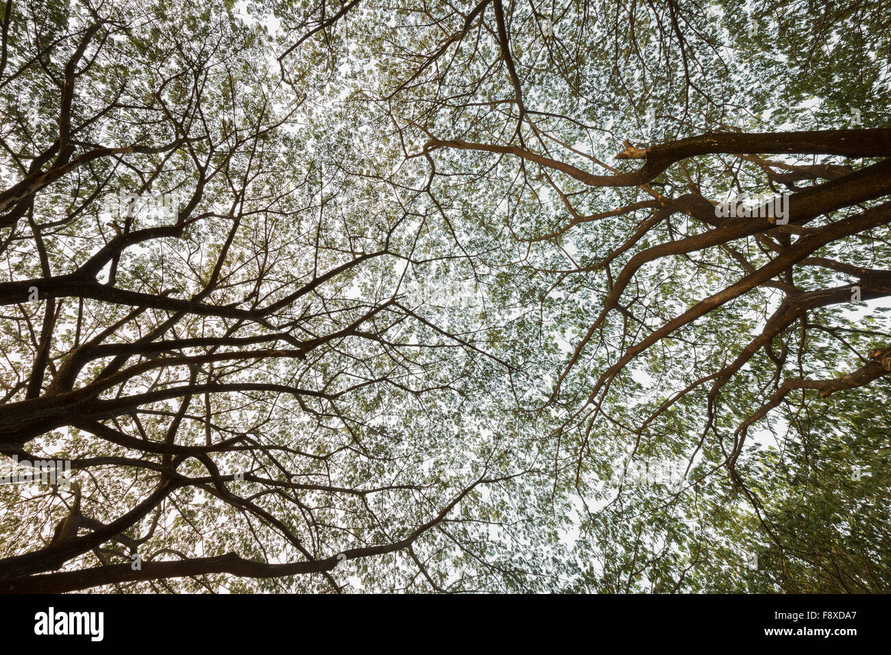 the branch of Samanea saman, Big rain tree Stock Photo - Alamy