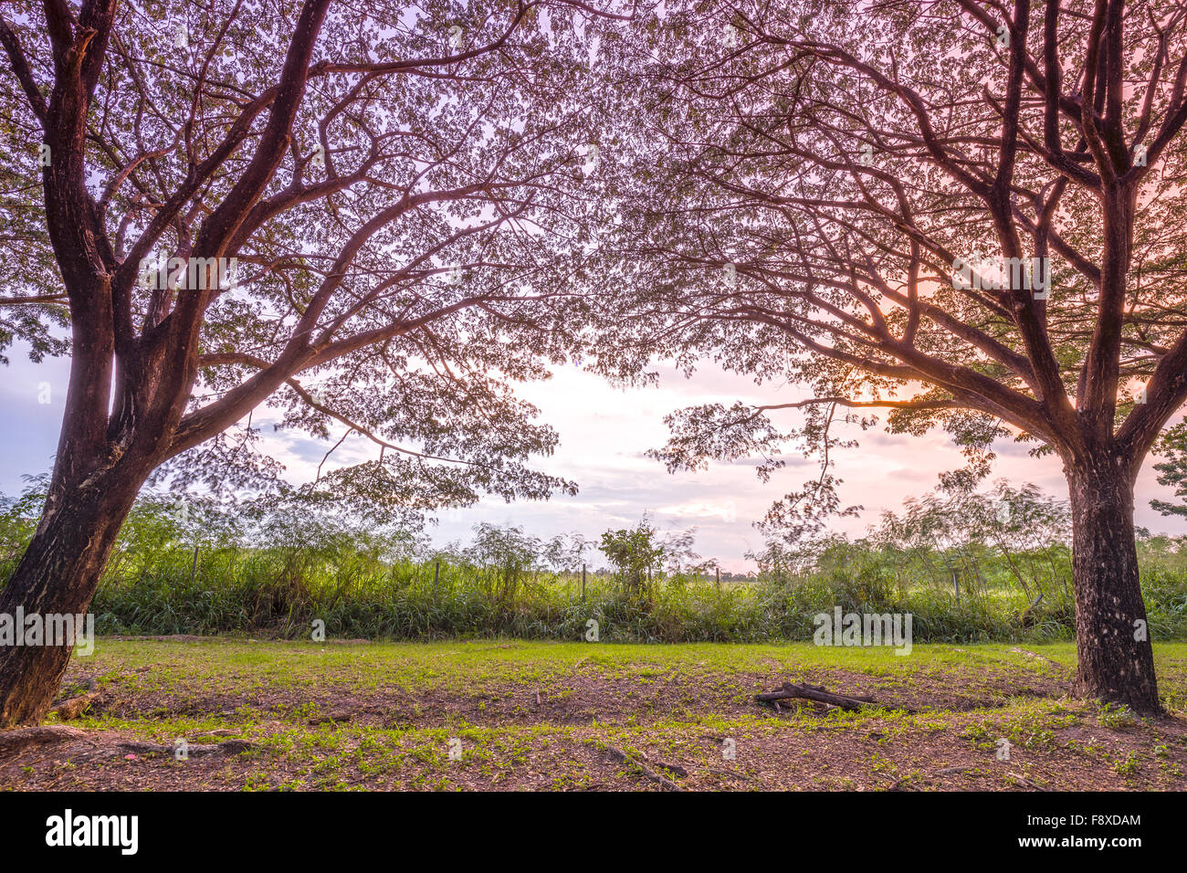 two Samanea saman or Big rain tree at sunset Stock Photo - Alamy