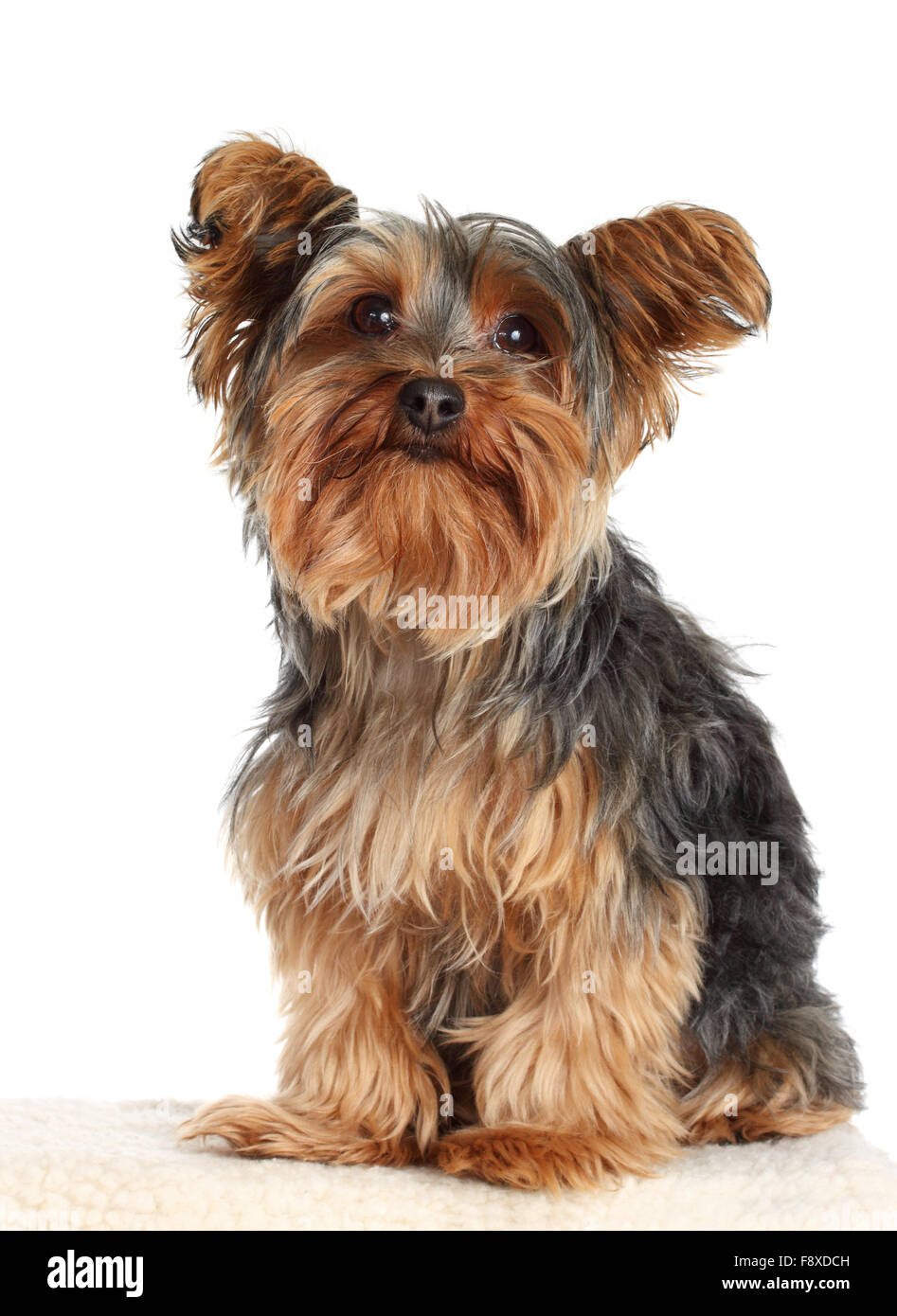 Yorkie dog hi-res stock photography and images - Alamy