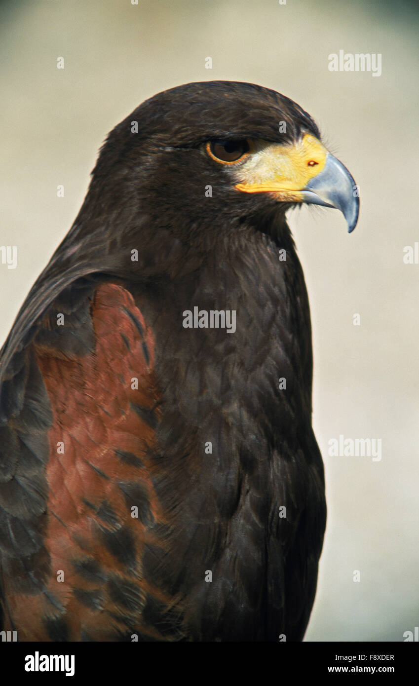 Profile of Harris Hawk Stock Photo - Alamy