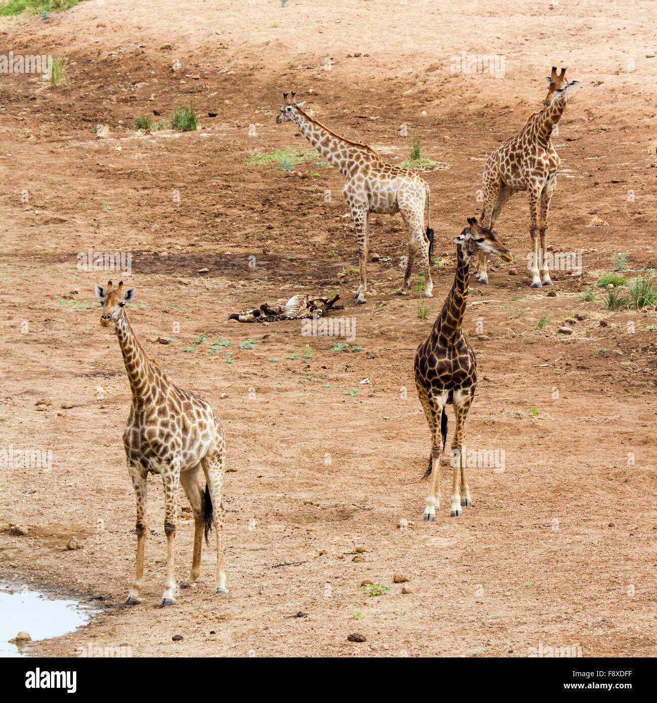 Giraffe Specie Giraffa camelopardalis family of Giraffidae Stock Photo ...