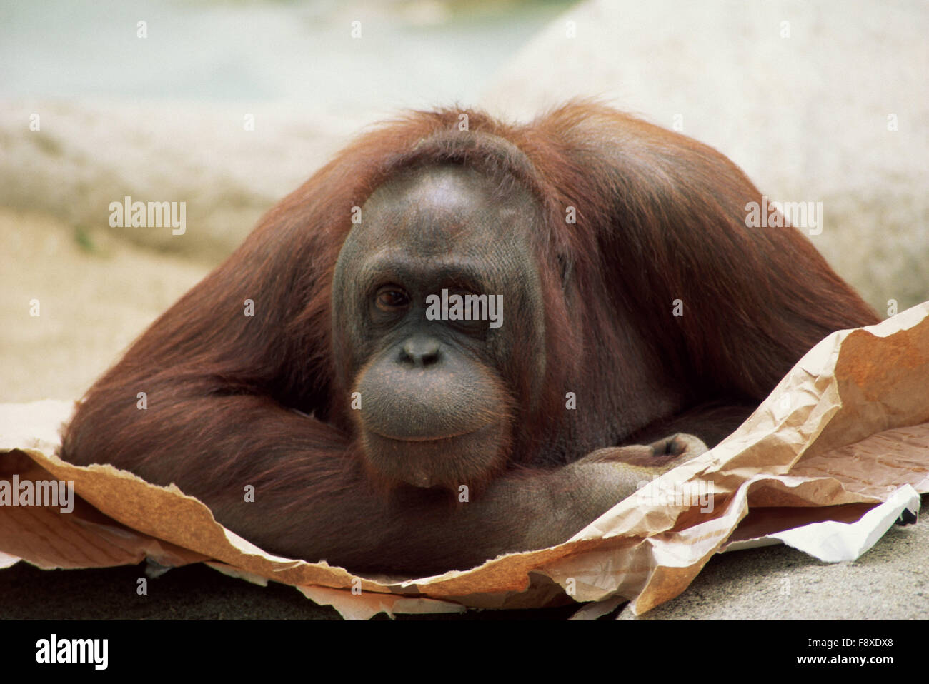 Orangutan Lying on Paper Stock Photo - Alamy