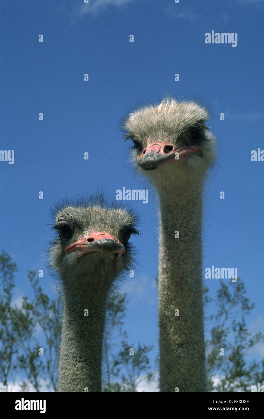 Two Ostrich Faces Stock Photo - Alamy
