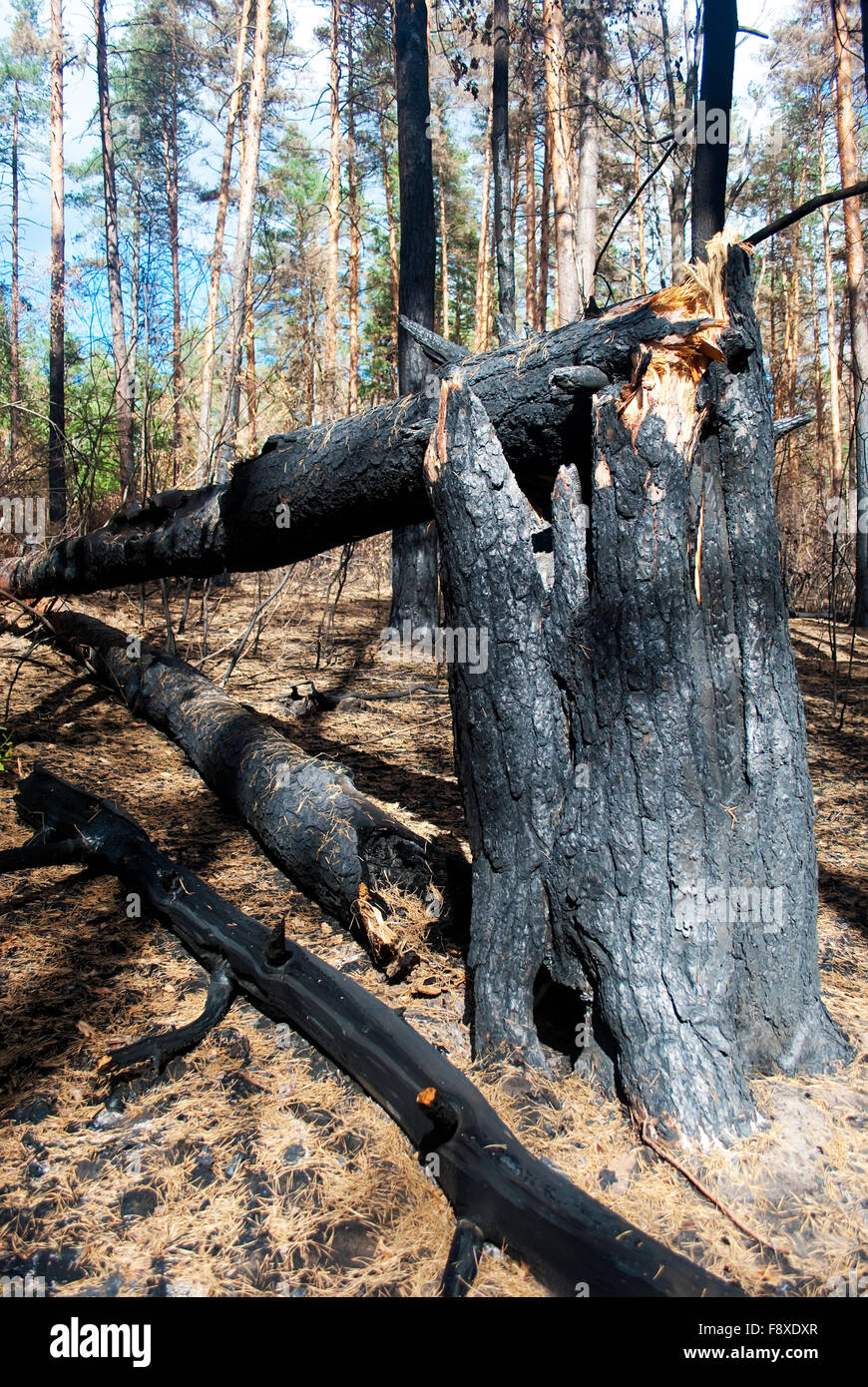 broken burnt wood in the forest Stock Photo - Alamy