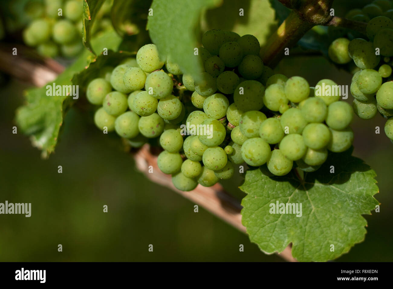 Grape and vine hi-res stock photography and images - Alamy