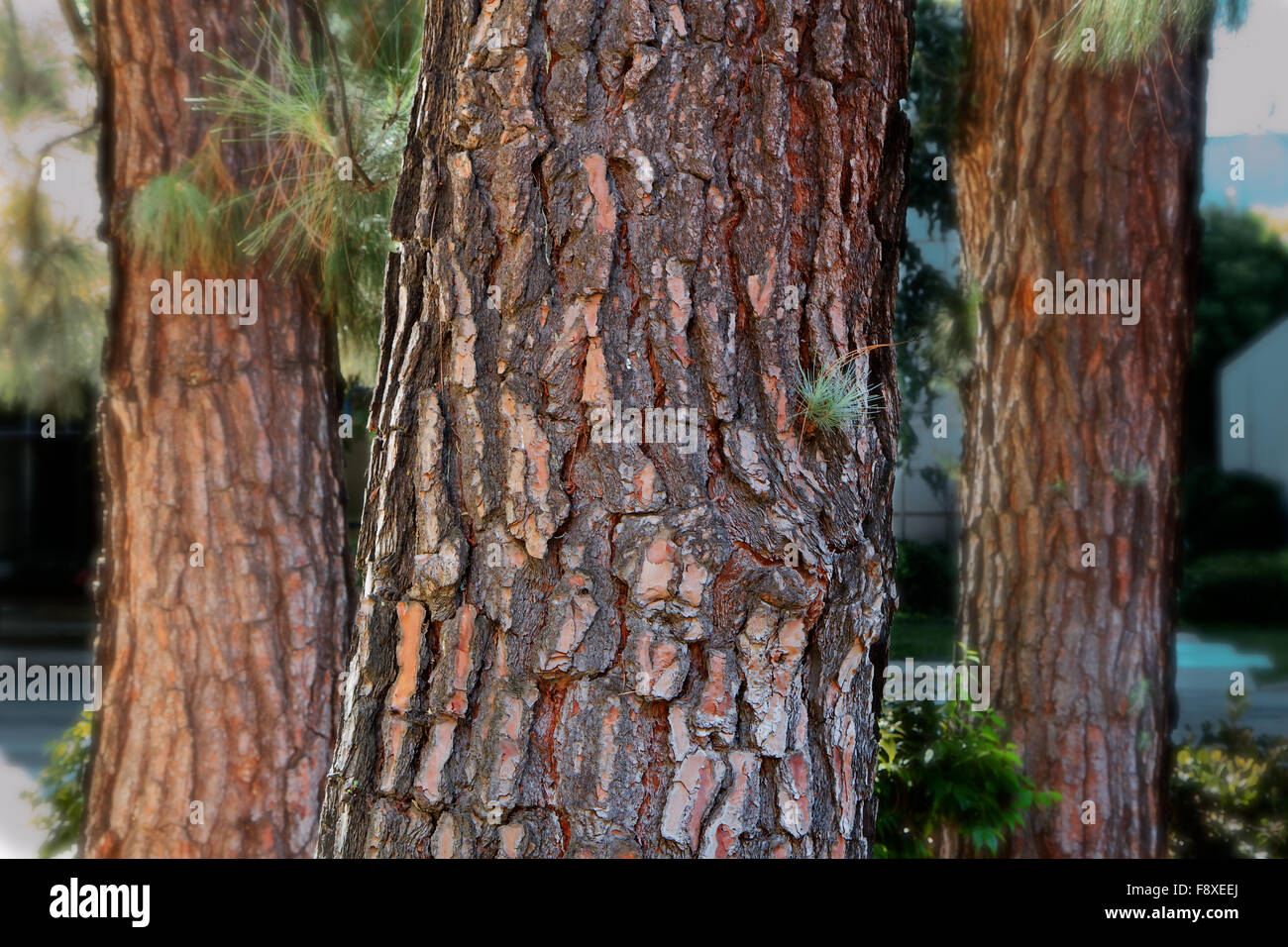 Three pine trees Stock Photo - Alamy