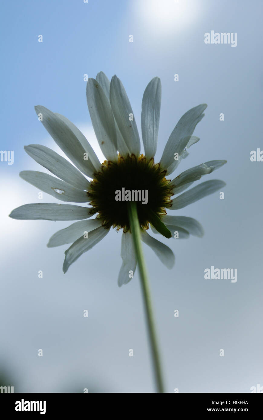 camomile in the sky Stock Photo - Alamy