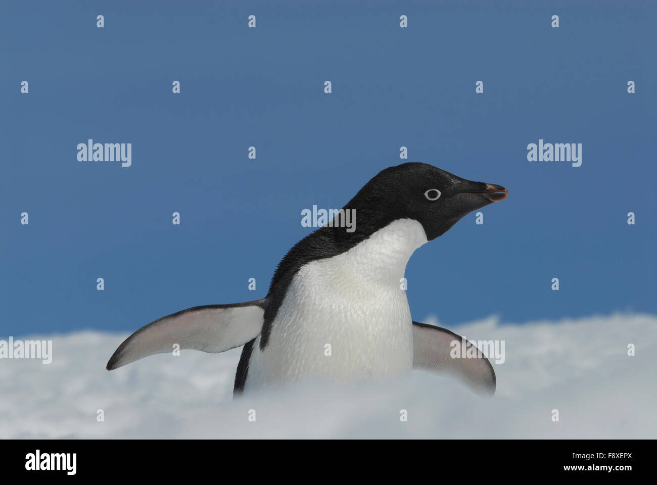 Adeli hi-res stock photography and images - Alamy