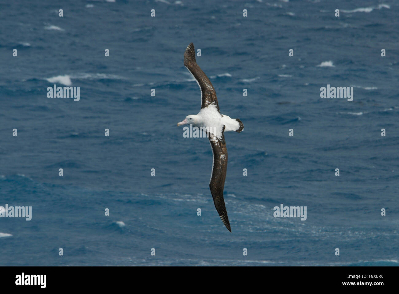 Wildlifealbatros hi-res stock photography and images - Alamy