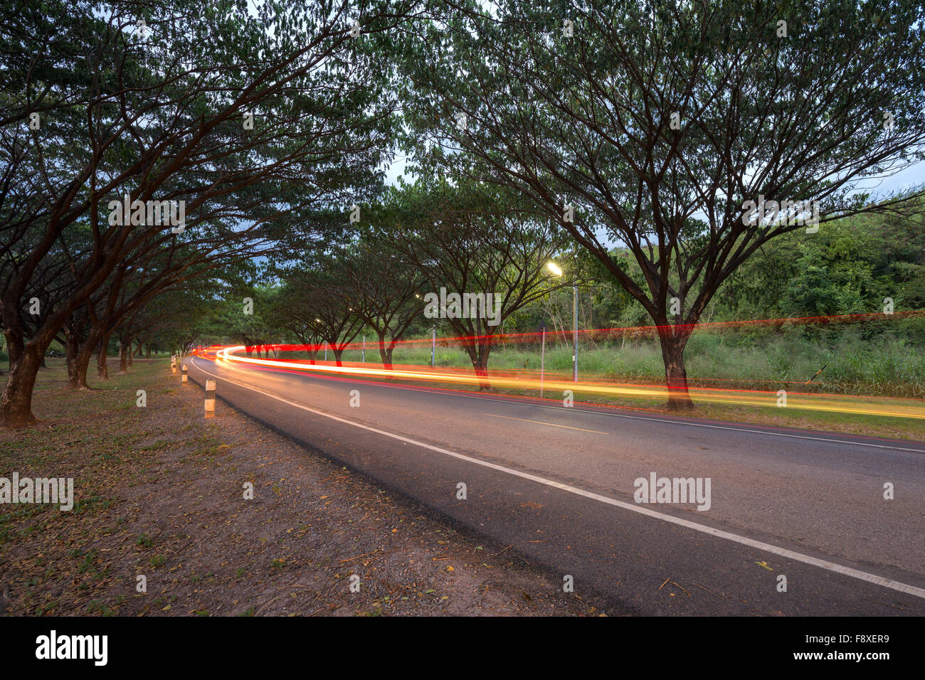 Cars pass on a country road running through with Samanea saman or Big ...