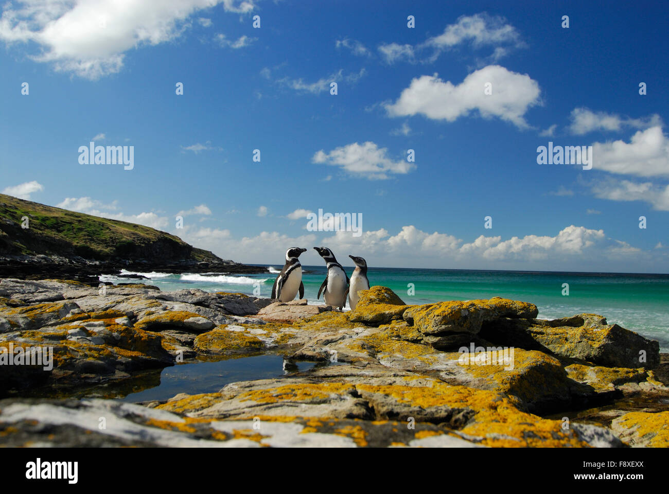 Penguin pictures hi-res stock photography and images - Alamy