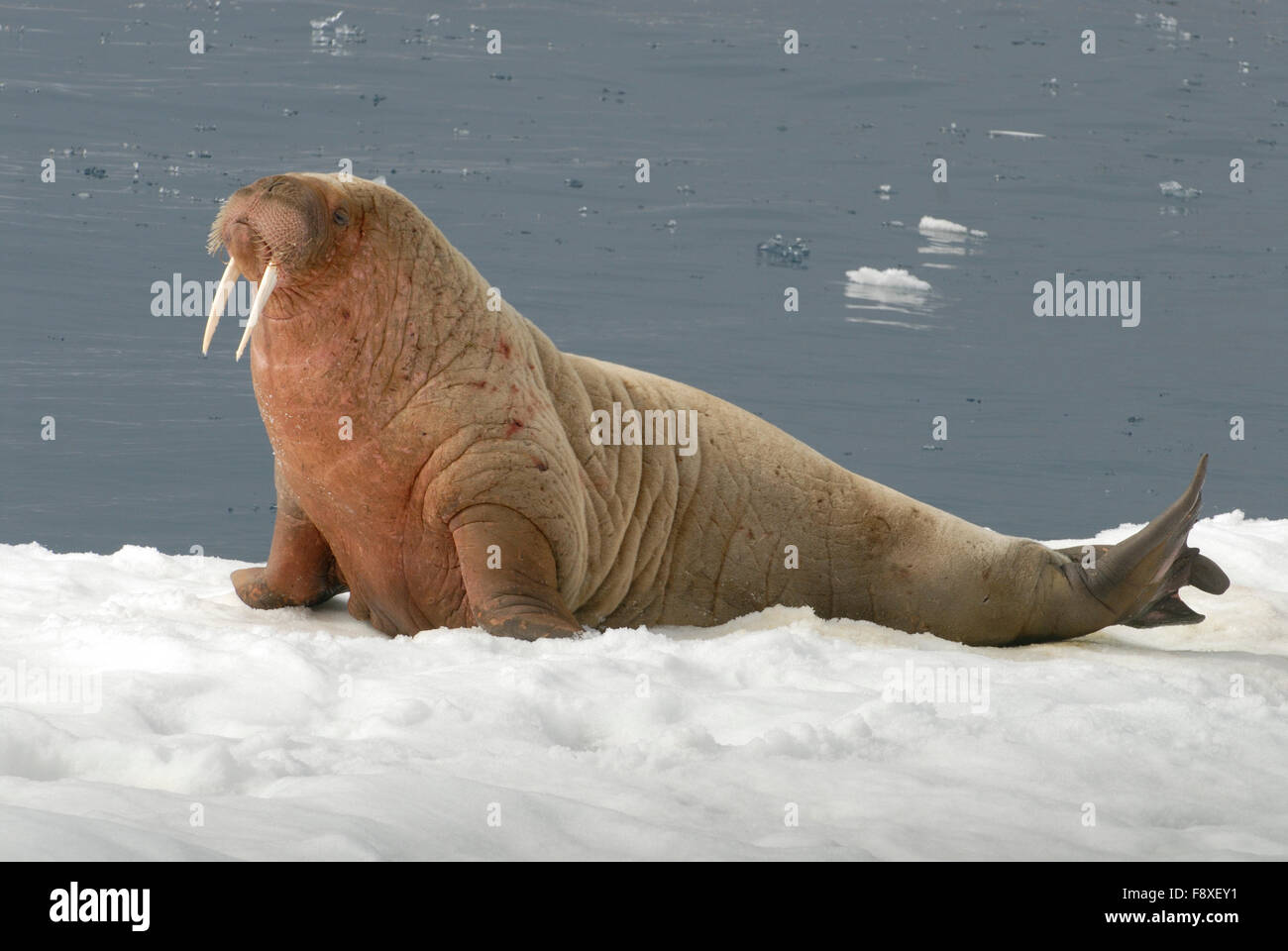 Walrus moustache hi-res stock photography and images - Alamy