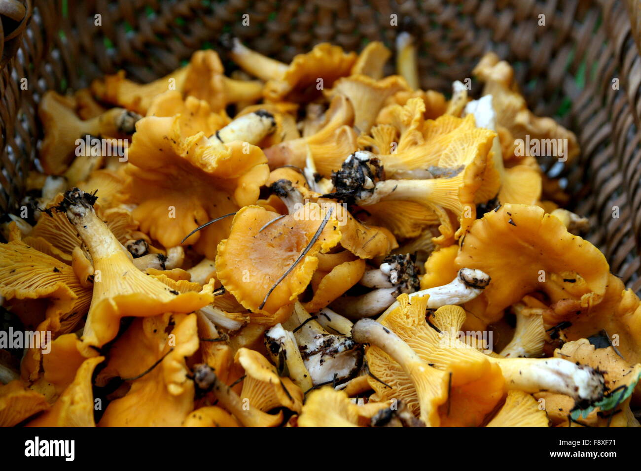 Chantrelle hi-res stock photography and images - Alamy