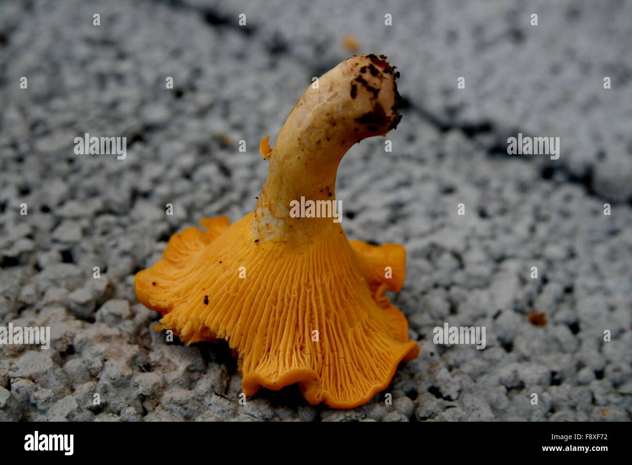Chatrelles hi-res stock photography and images - Alamy