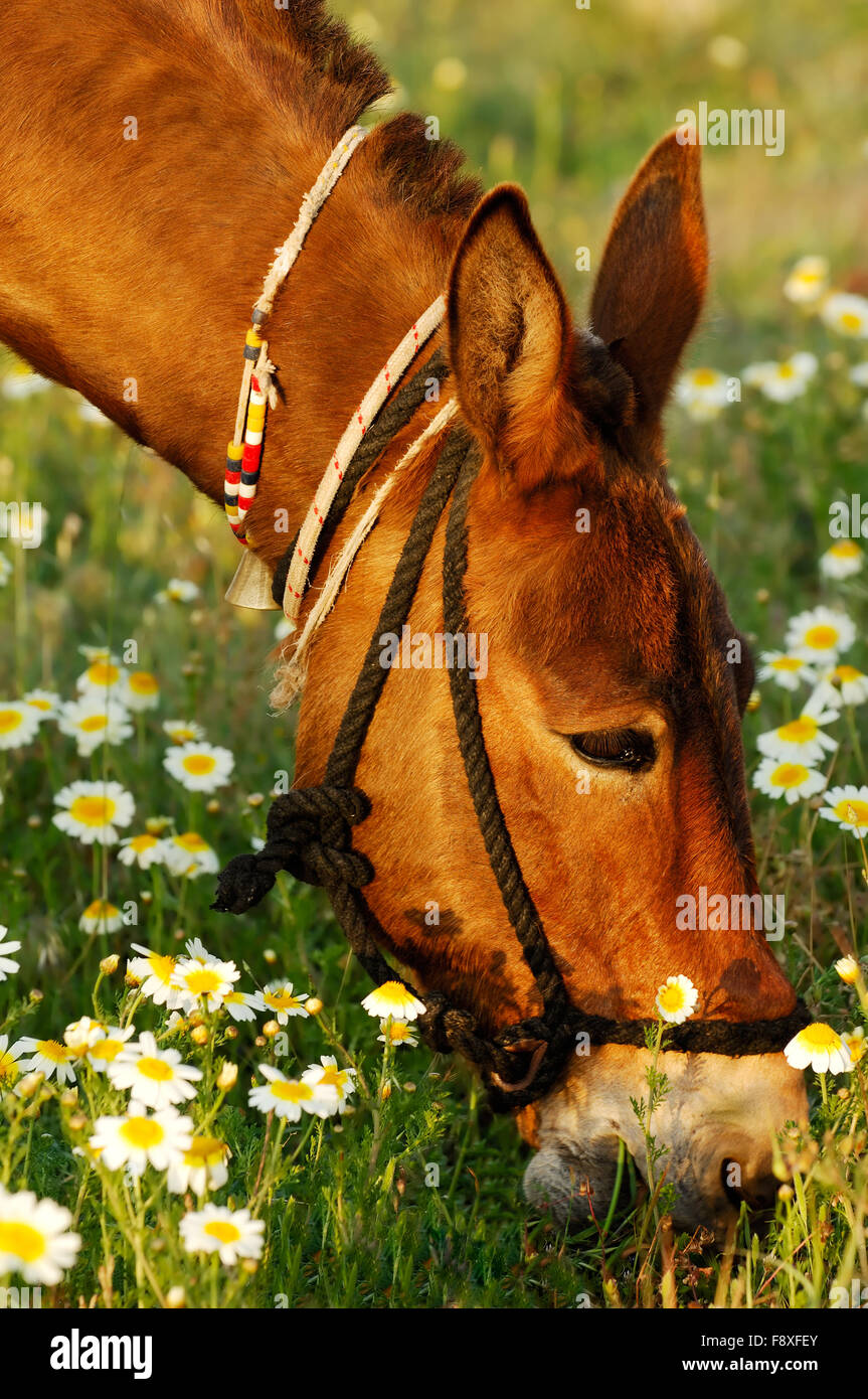 Mule head and neck hi-res stock photography and images - Alamy