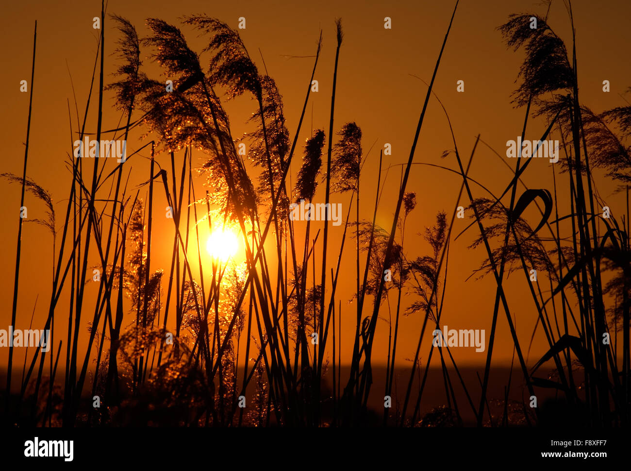 Straws in the sun Stock Photo - Alamy