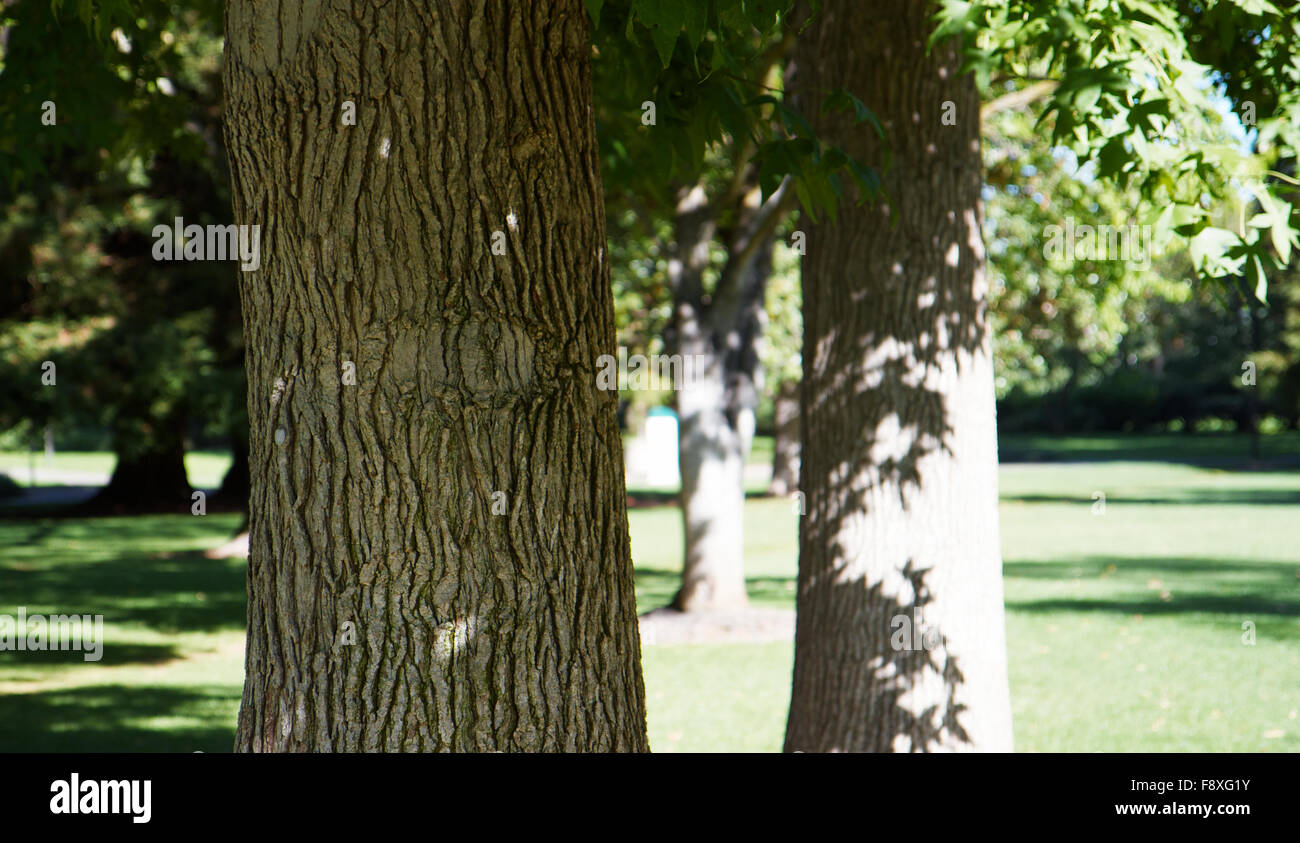 Three oak trees Stock Photo - Alamy