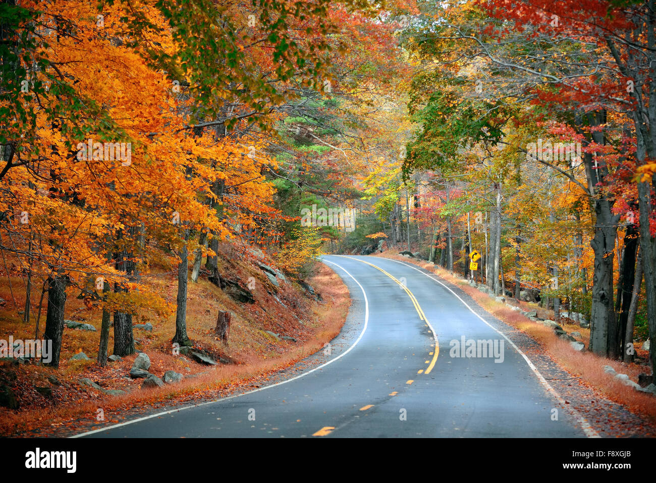 Autumn foliage in forest with road Stock Photo - Alamy