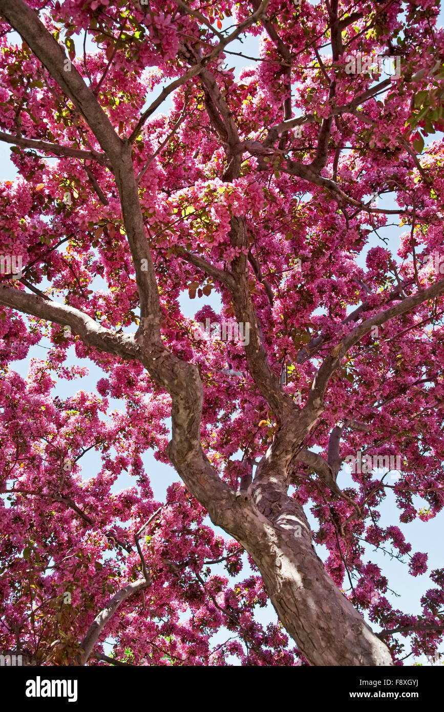 Tree in bloom Stock Photo - Alamy