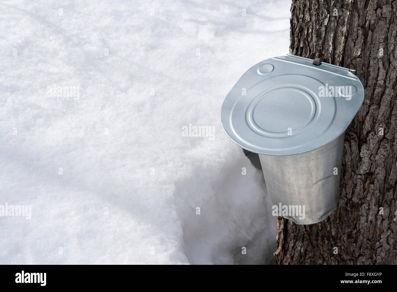 Collecting maple sap in spring Stock Photo - Alamy
