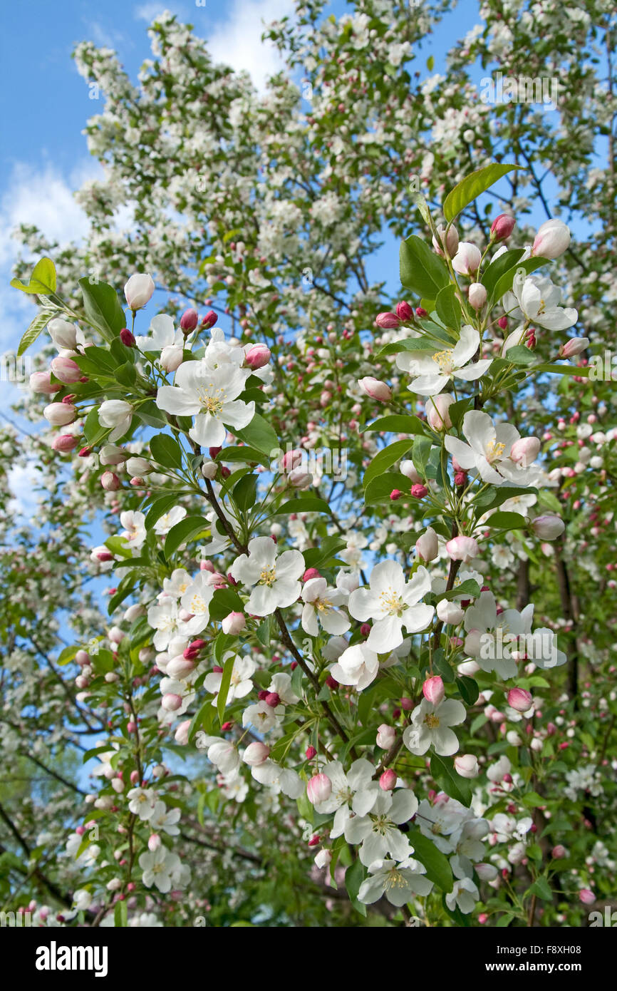 Cherry tree in bloom Stock Photo - Alamy