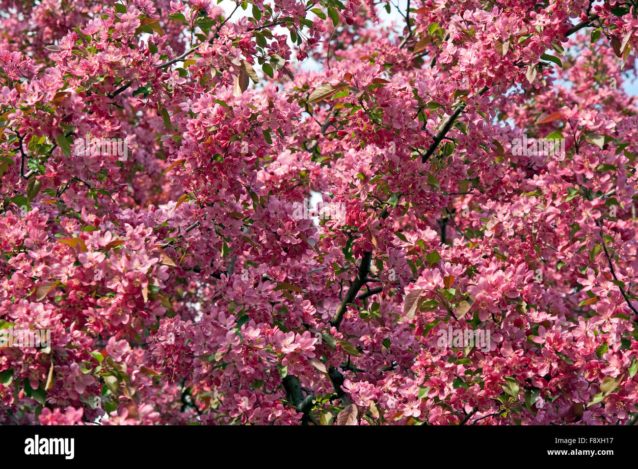 Pink spring blossoms Stock Photo - Alamy