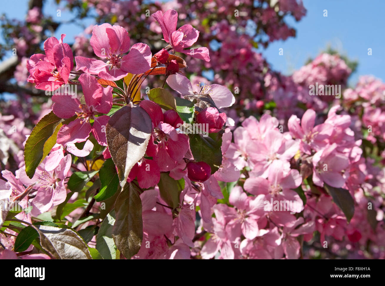Trees blooming in a spring orchid Stock Photo - Alamy
