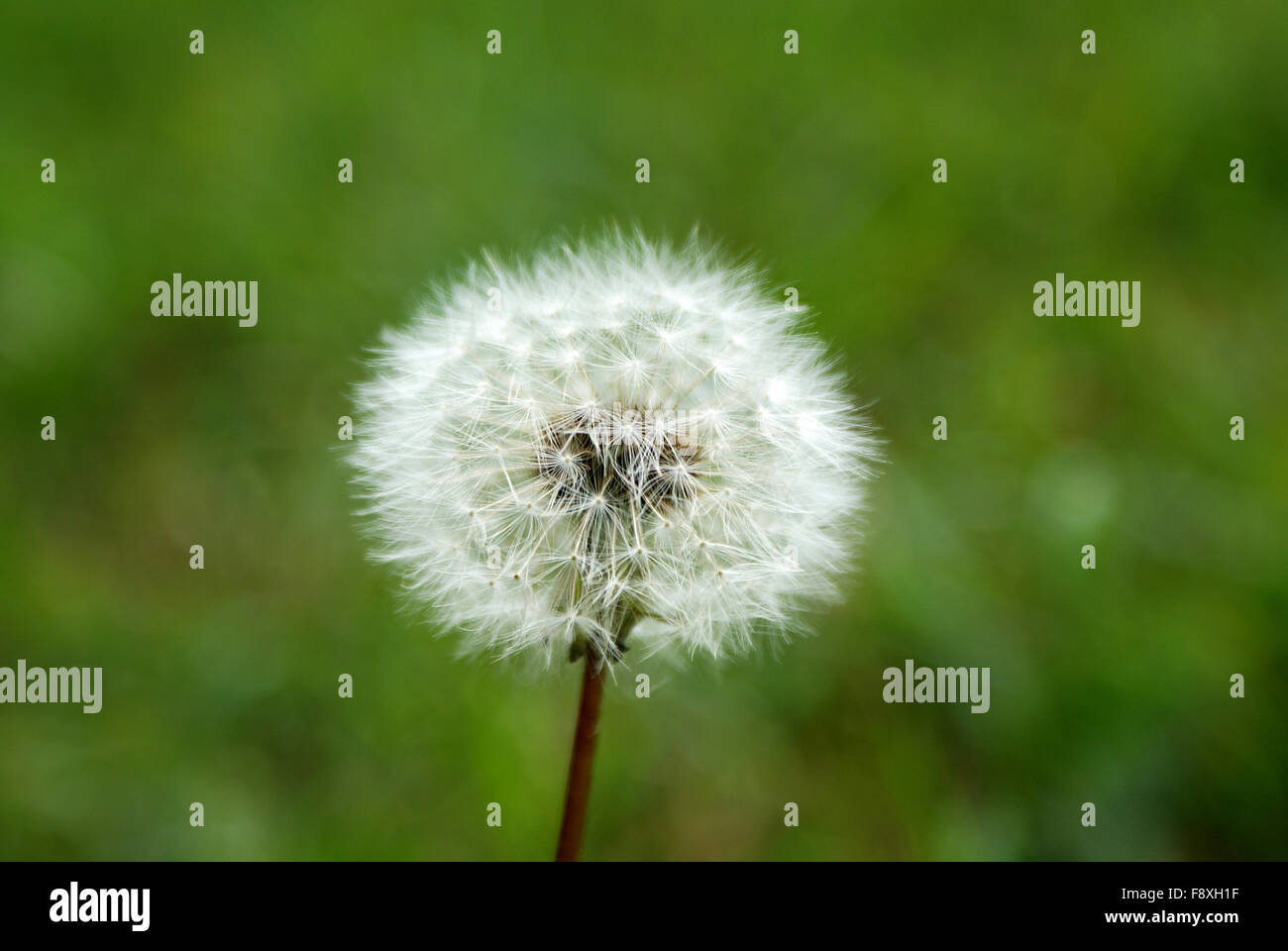Puffball flower hi-res stock photography and images - Alamy