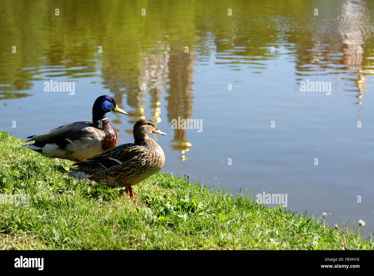 Quack duck hi-res stock photography and images - Alamy